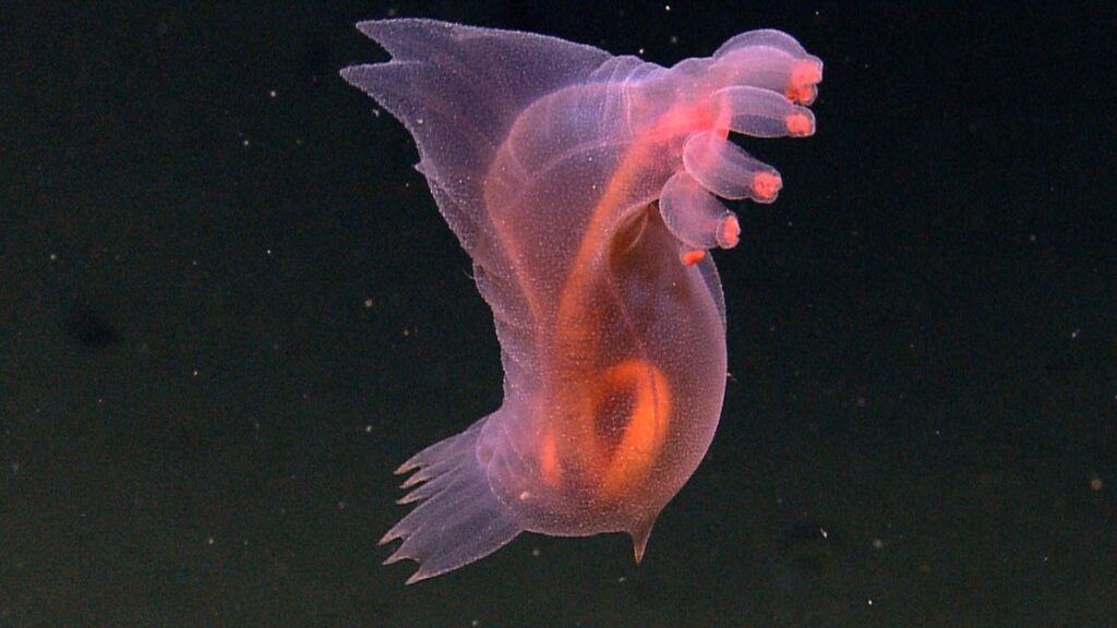 Unusual marine creature: sea cucumber a research mystery