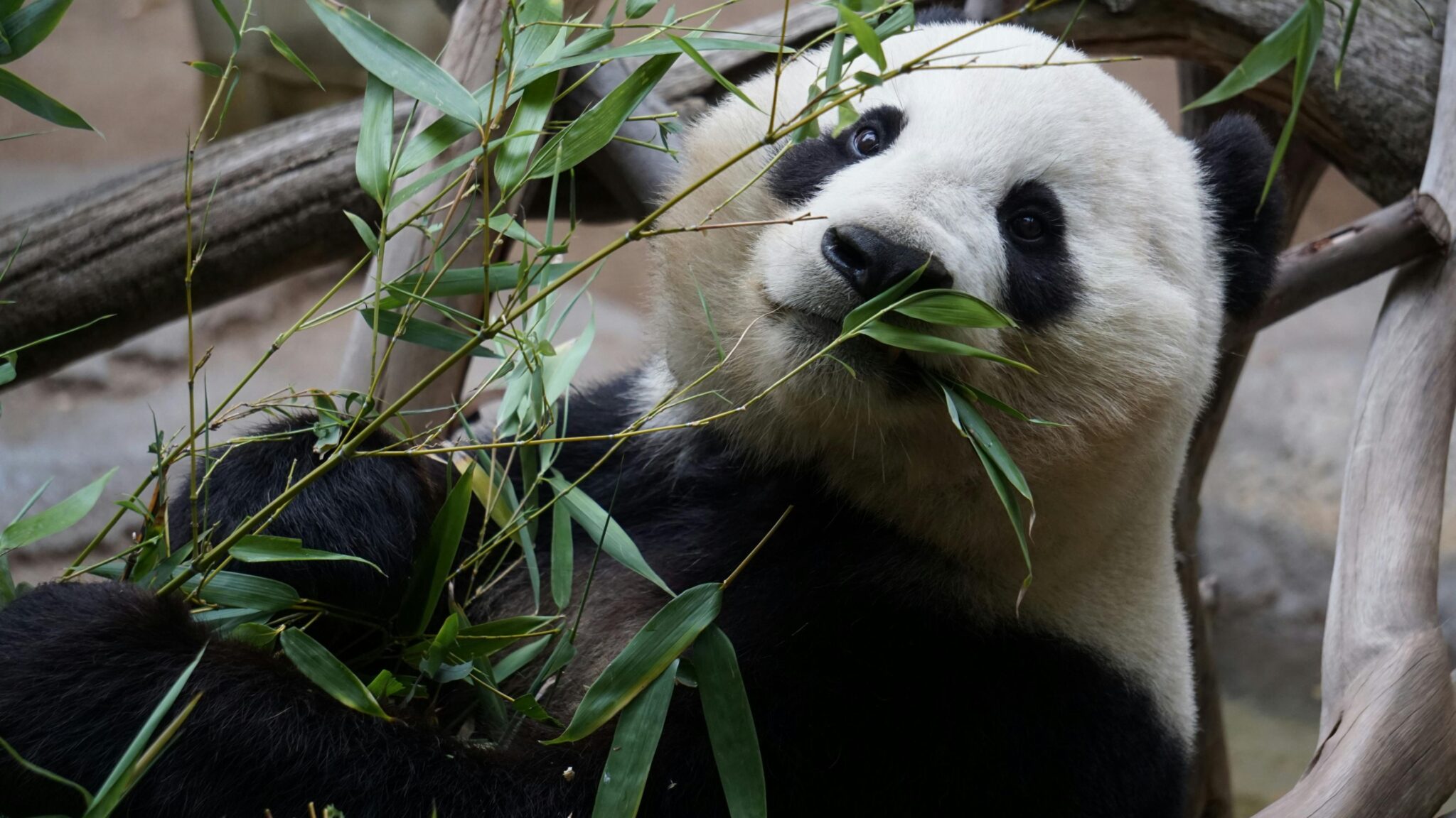 Panda behavior surprises. New study reveals tool use.